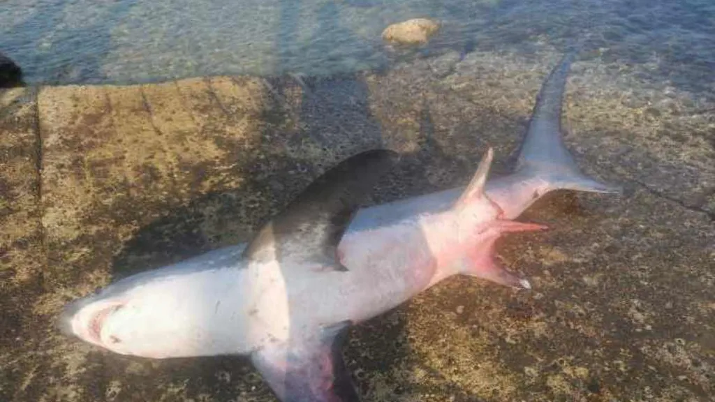 U moru kod Senja uhvaćen jedan od zaštićenih morskih pasa. Rastu i do ...