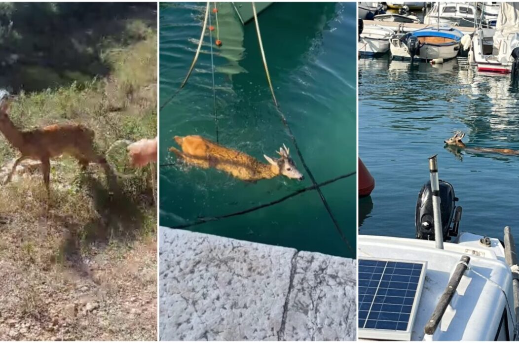 HVALA LJUDIMA! Srndać zaplivao u moru u Malinskoj, spašen je brzom ...