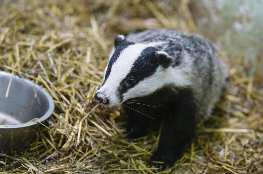 VOZAČ POBIJEDIO LOVCE! Jazavac mu oštetio auto, a sada dobiva paprenu ...