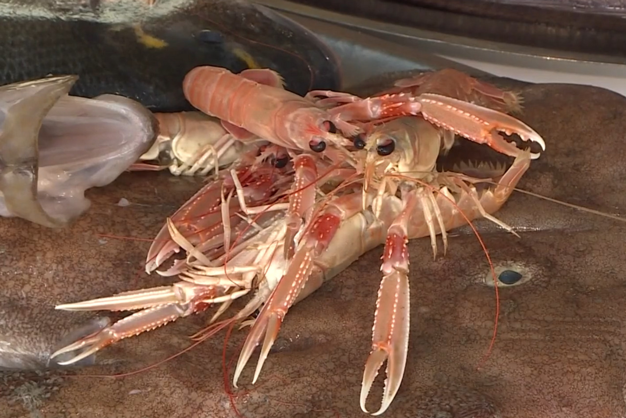 VOLOSKO, PRELUK, OPATIJA... Kvarner je nova europska gastro meka: Škamp ...