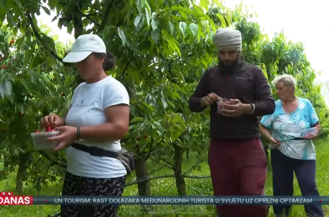Rodile trešnje i jagode, ali nema dovoljno berača | Riportal